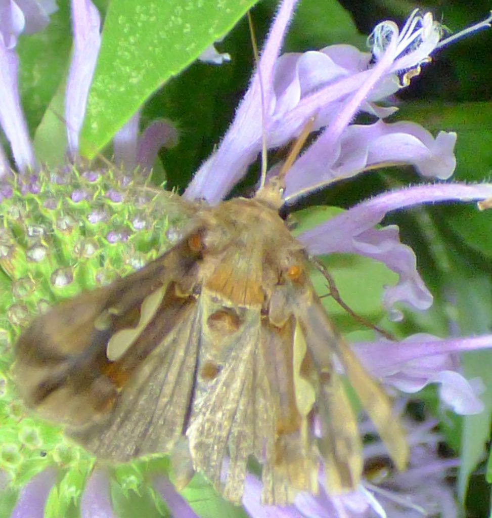 'Moths of South Carolina' project comes to Erskine's Pressly Garden ...